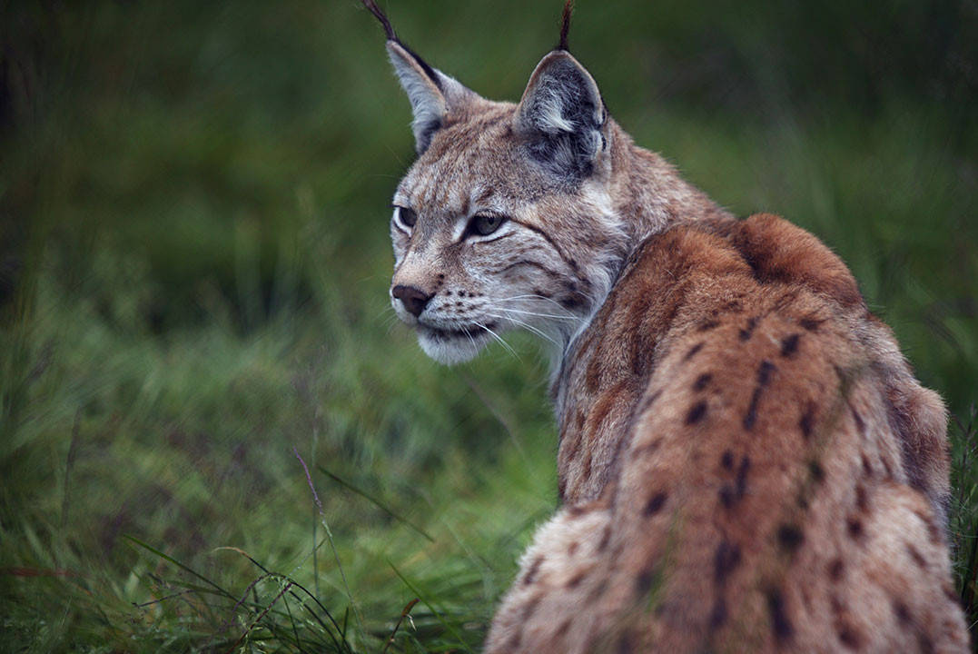 Åpner for å felle 82 gauper under årets jakt | Viltforvaltning | Jakt ...