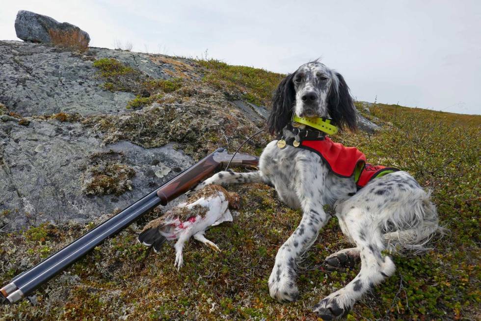 Unghundens første høst | Fuglehund | Jakthund | JEGER.NO