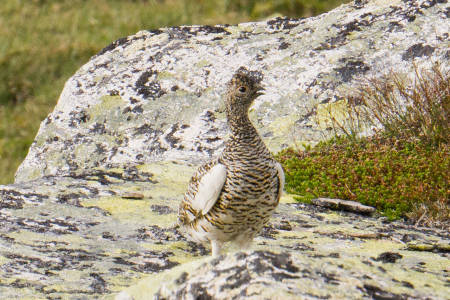 Rypejakt - råd og tips for beste rypejakt - JEGER.NO